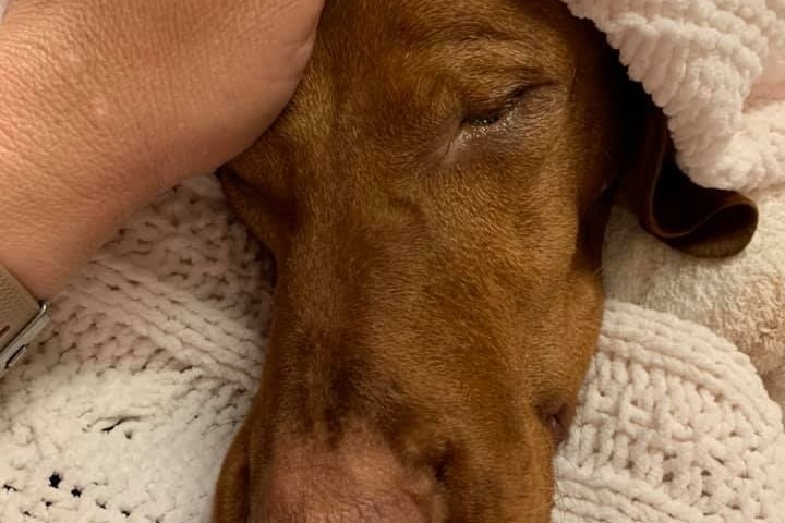 Fundraiser for Carol Rappaport by Jen Miller : Maya Mae & Puppies