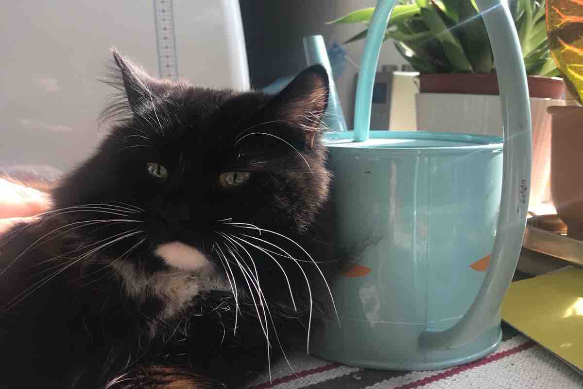 Fundraiser by Georgina Cullen : Freak accident left Stan the cat badly ...
