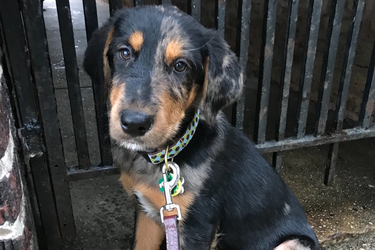 Fundraiser by Natalie Cerda : Help for Maxwell