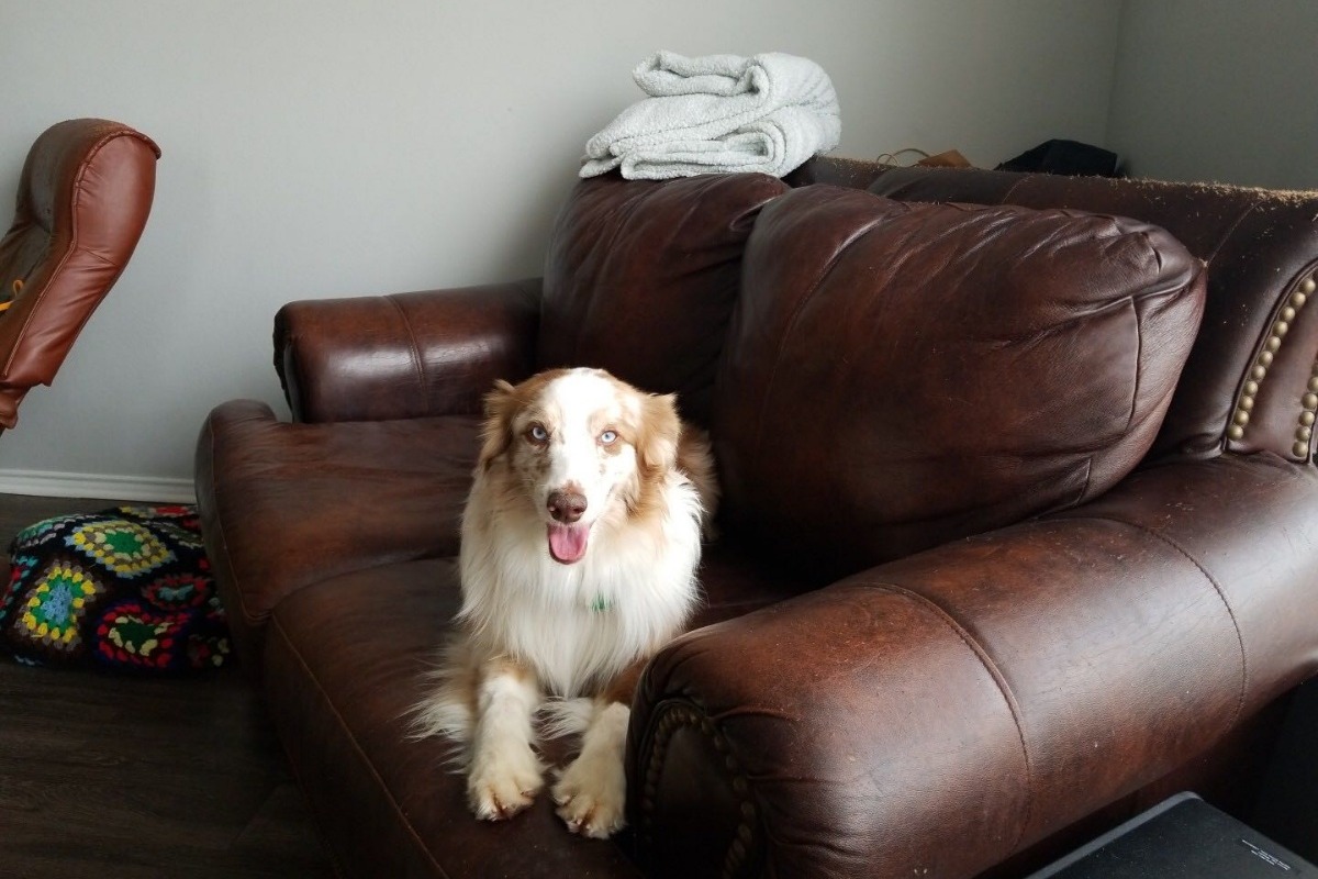 Fundraiser by Devyn Lynch : Save Koda