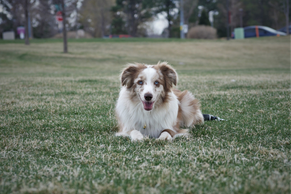 Fundraiser by Devyn Lynch : Save Koda