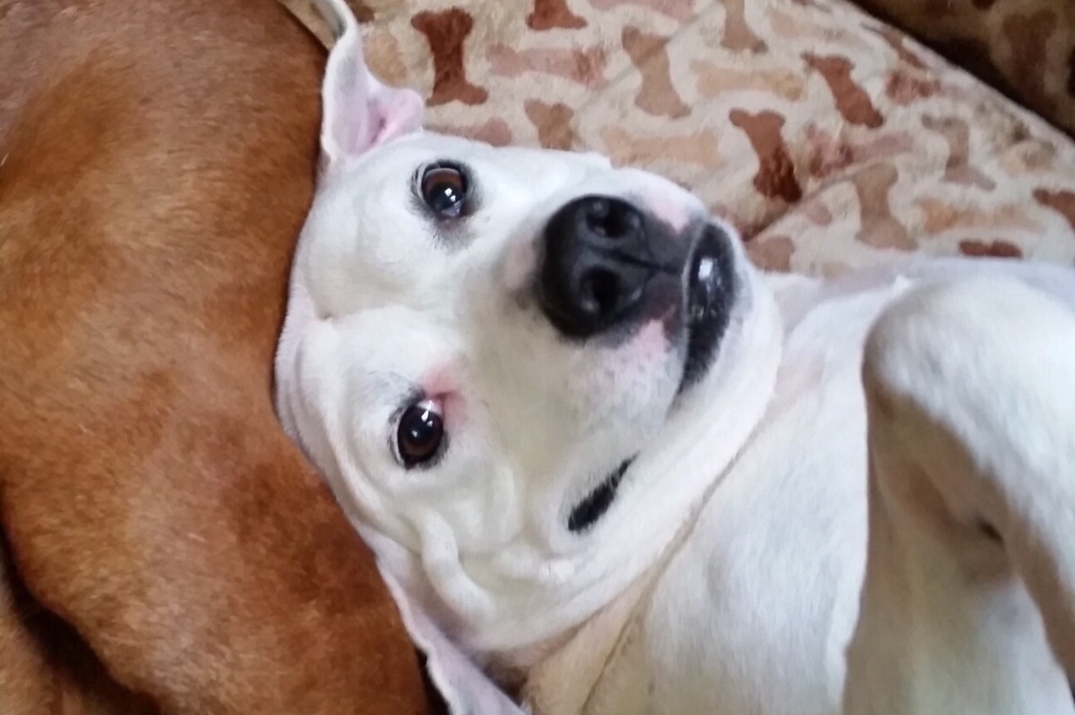 Fundraiser by Lisa Beardsley : Rino’s accident