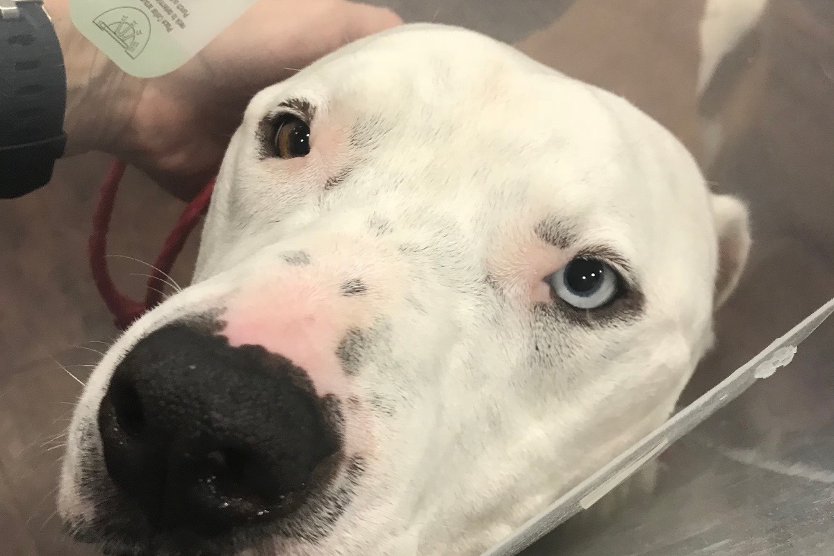 Fundraiser by Mary Sweedar Hamby : Saving Buddy- AKA "RIP"