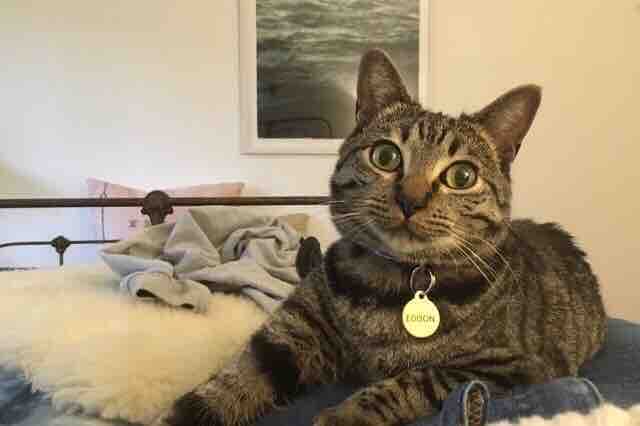 Fundraiser by Kyra Ackerman : Help Save Edison Ackerman