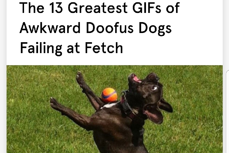 Fundraiser for Jen Larsen by Meagan Black : Help Fail!Dog Fetch Again