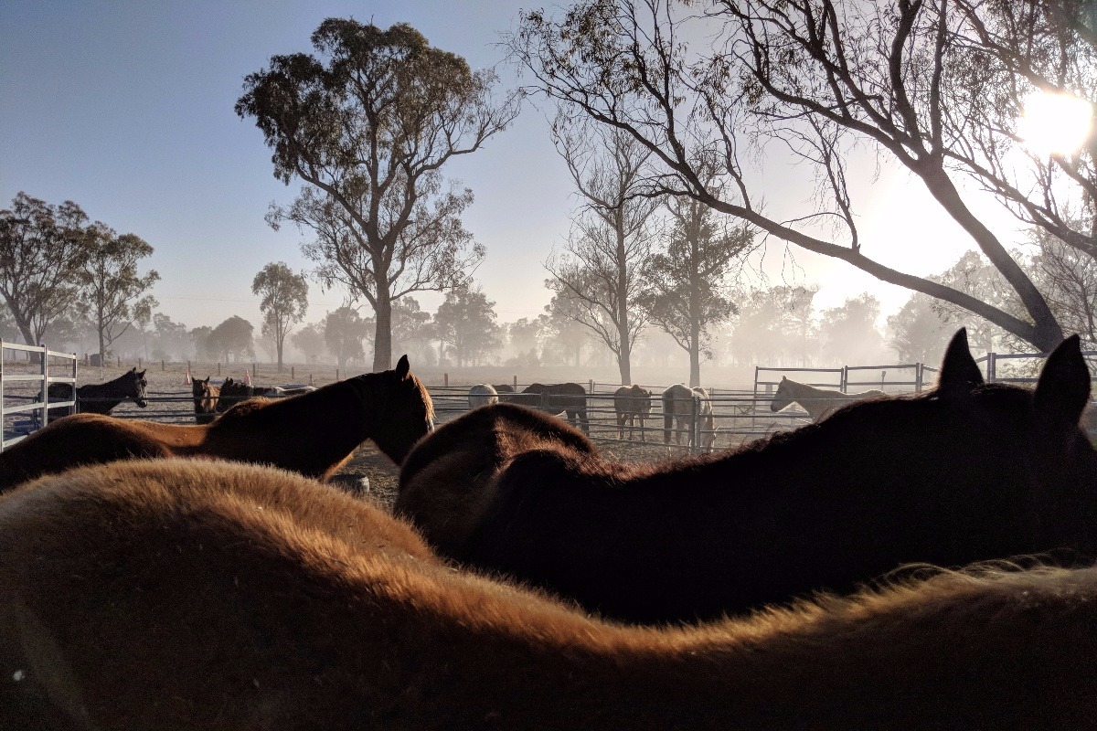 Fundraiser by Kendall Moore : Many Mouths