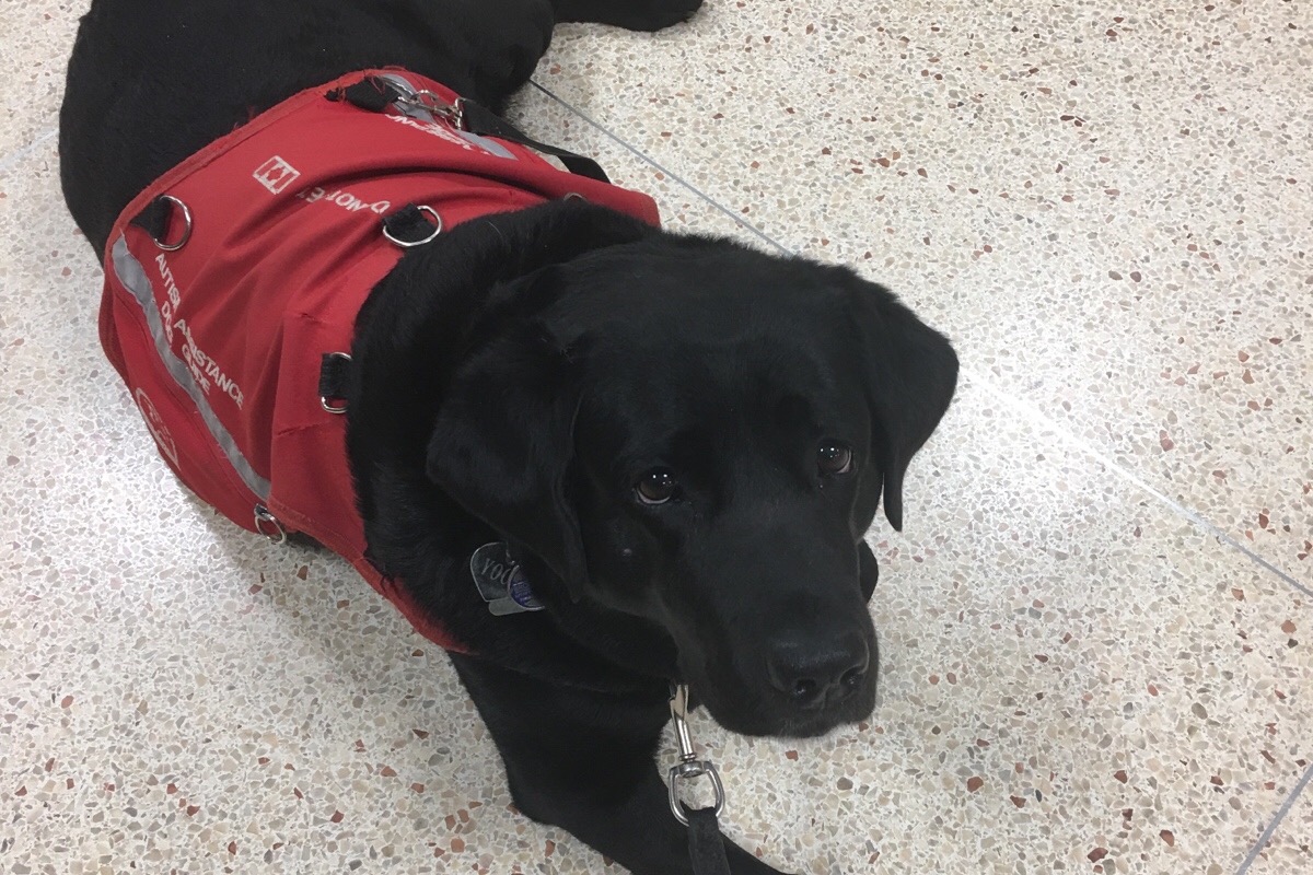 Fundraiser By Lori Murphy Successor Autism Assistance Dog Guide fundraiser-by-lori-murphy-successor-autism-assistance-dog-guide
