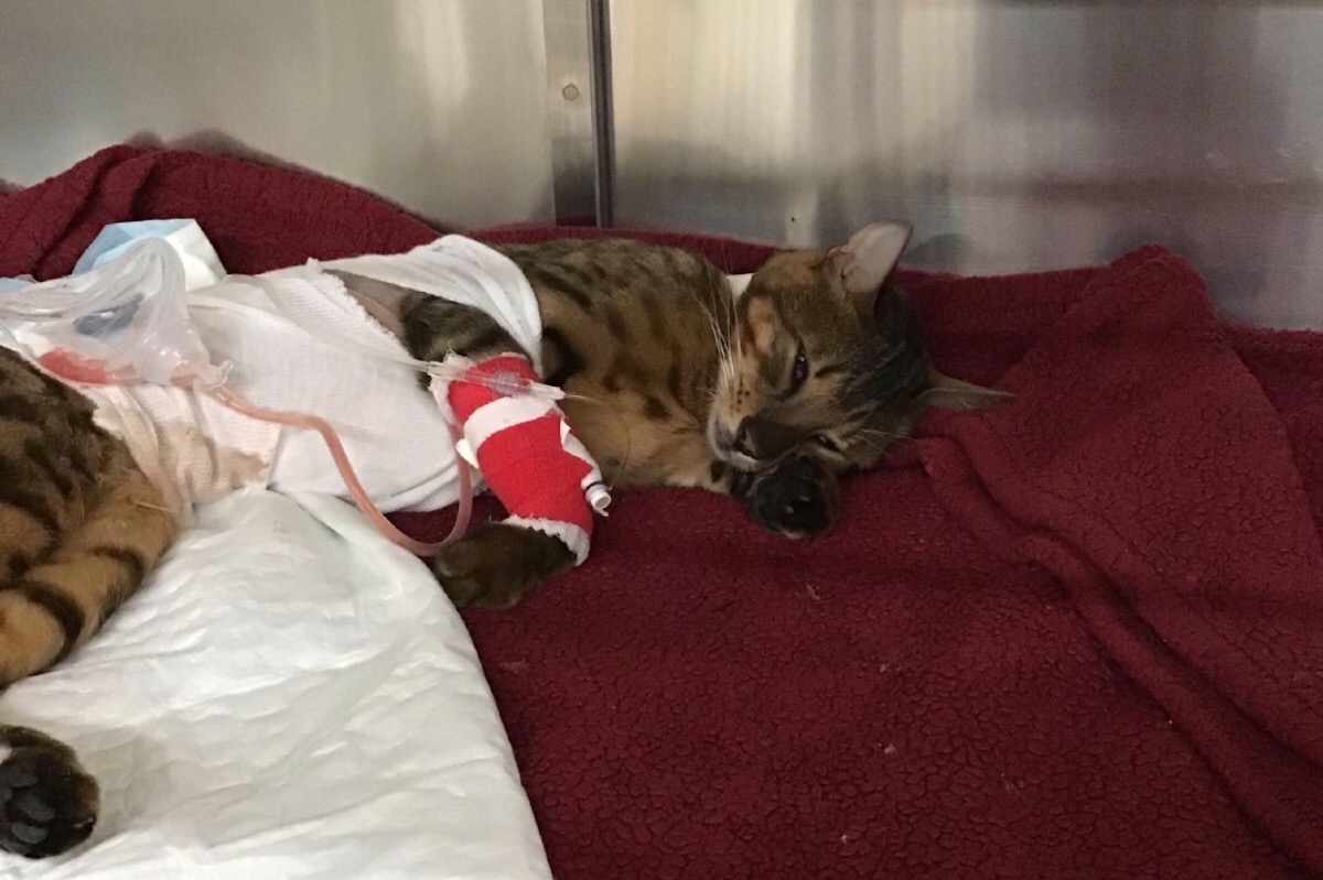 Fundraiser by Kristen Riley Chesna : Gunner medical bill