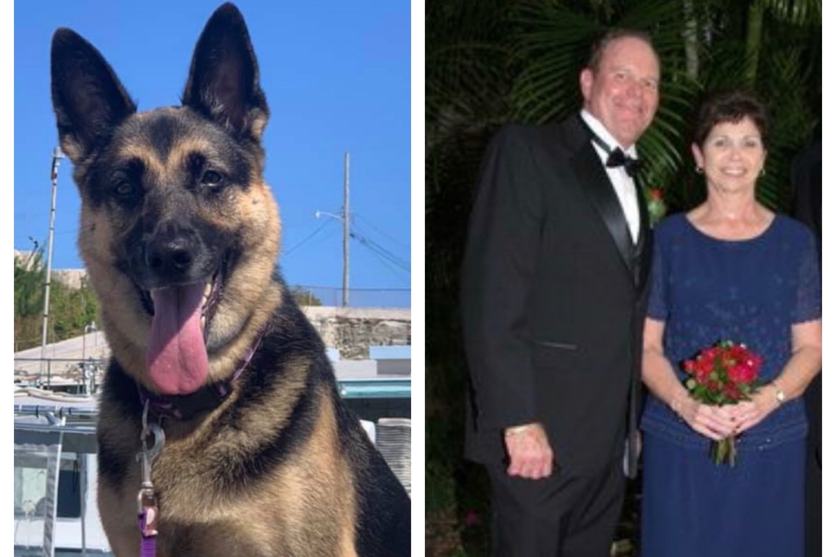 Fundraiser by Alicia Cooke : Family of Princess “the hero dog”