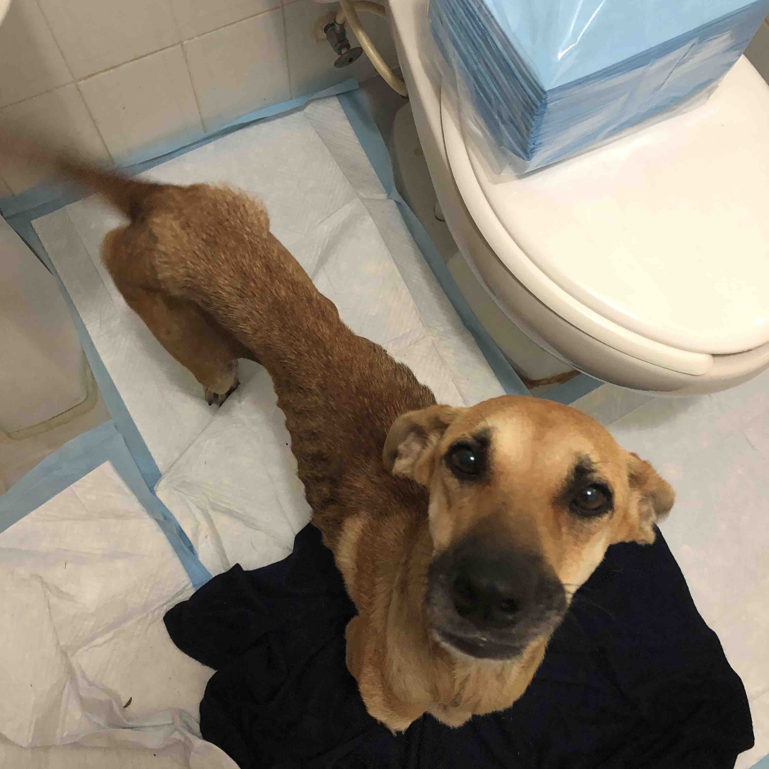 Fundraiser by Aria Keilbach : Saving Lives One Boonie Dog At A Time