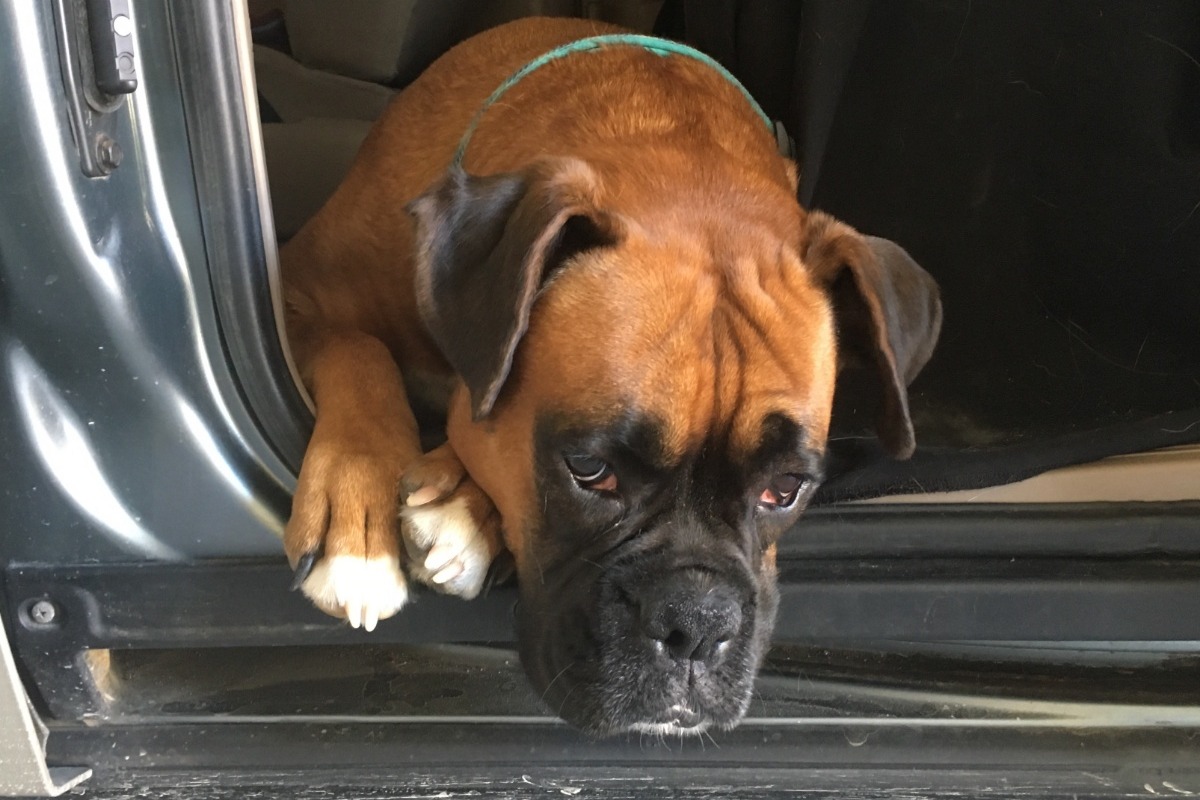 Fundraiser for Janet Kilberg by Marcel Poitras : Help Roxy get her surgery