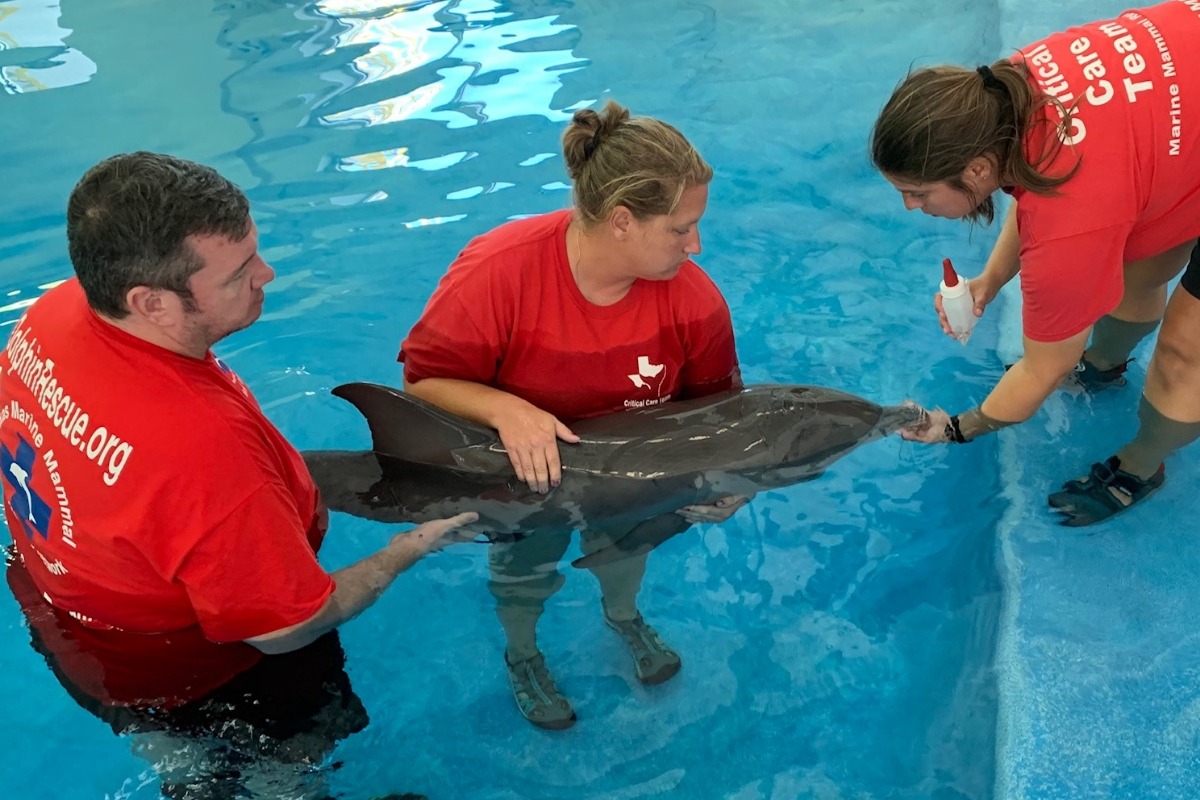 Fundraiser by Heidi Whitehead : Help us support rescued baby dolphin "Russ"