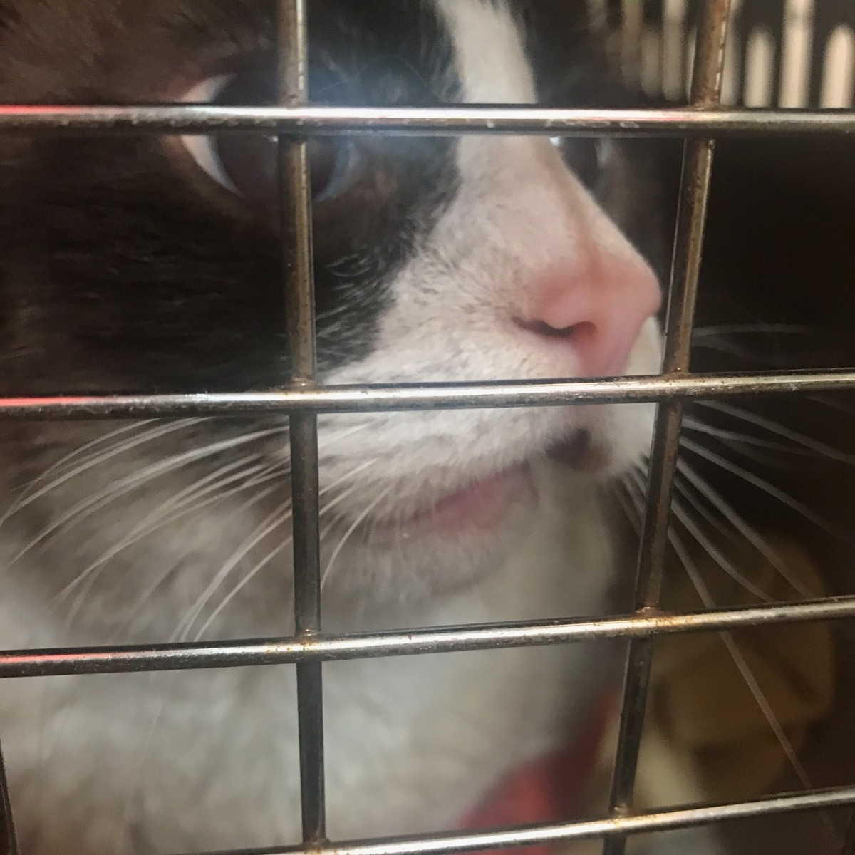 Fundraiser for Ron Goodfellow by Shelly Umpstead : Help Rocky for Ron ...