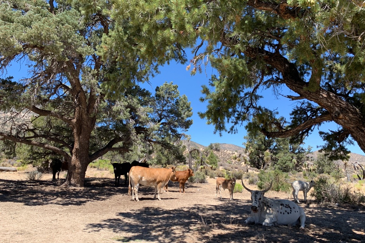 Fundraiser by Michelle Stoler : Burns Canyon Road Fund