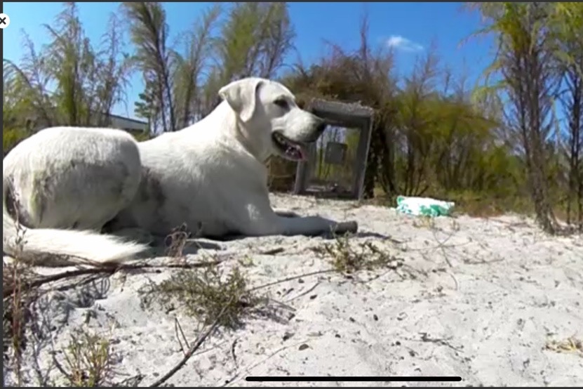 Fundraiser by Jenna Propper : Lost Yellow Lab - Aspire Rescue Coalition