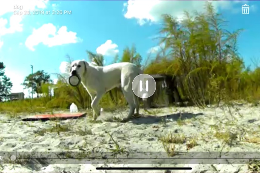 Fundraiser by Jenna Propper : Lost Yellow Lab - Aspire Rescue Coalition