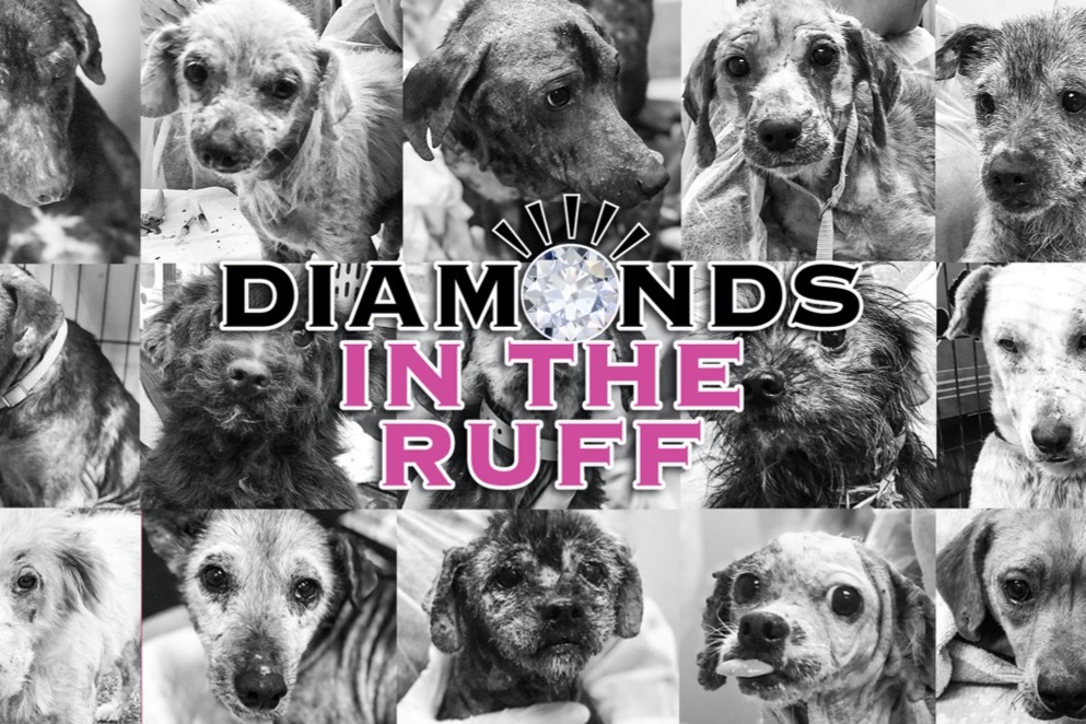 Fundraiser by One of a Kind Pet Rescue : Help the Diamonds in the Ruff