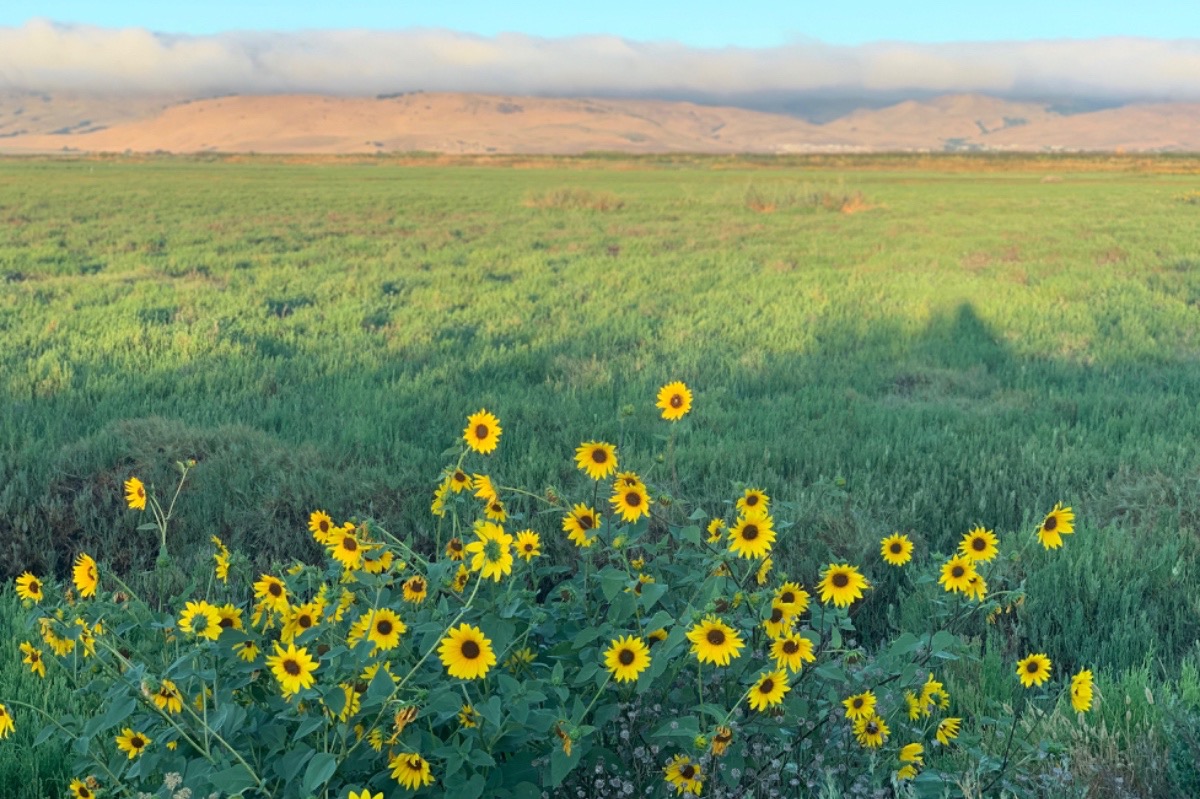 Fundraiser for Juan Mera Jimenez by Andrew Bogan : Suisun Marsh ...