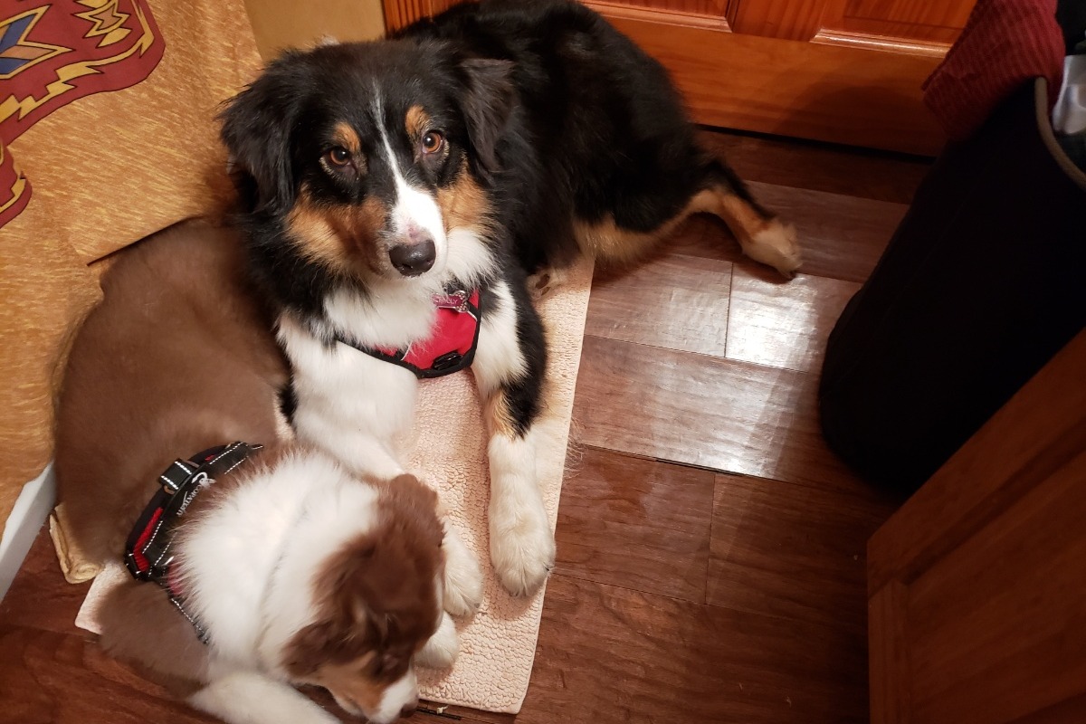 Fundraiser by Angela Colarusso : A chance for Chilly