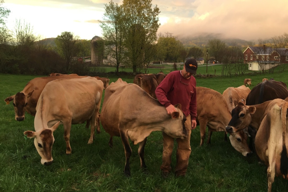 Fundraiser by Laurie Brooks : HELP WAYWARD GOOSE FARM KEEP THEIR COWS