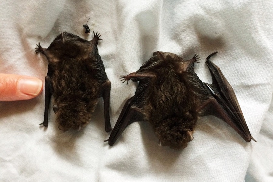 Fundraiser by Ebony McIntosh : Microbat flight aviary