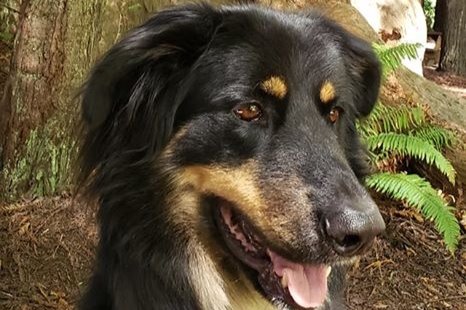 Fundraiser for Karen Zerr by Martin Lapointe : remarkable dogsitter ...