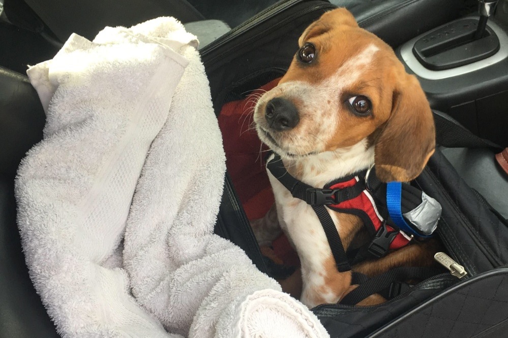 Fundraiser for Yolanda Macias by Melissa Jimenez : HELP PACO WALK