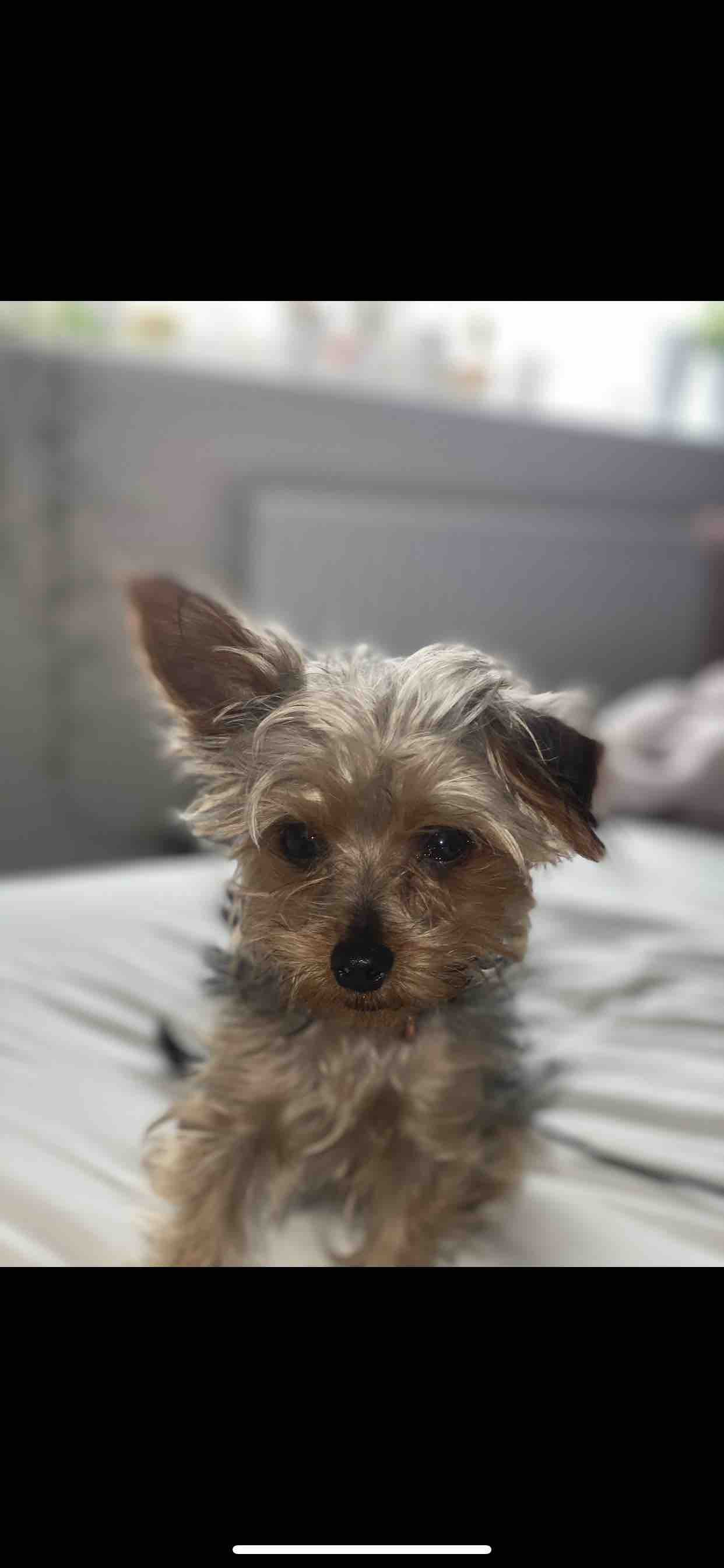 Fundraiser by Beth Stephenson : Klaus’ liver surgery