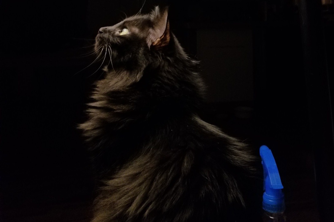 Fundraiser by Hannah Morton : Kusko's Ventral Bulla Osteotomy