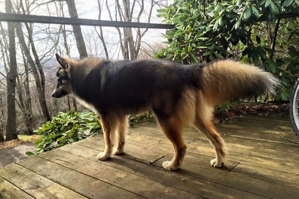 Fundraiser for Lisa Cusick by Abby Hamilton : Fry’s Emergency Surgery ...