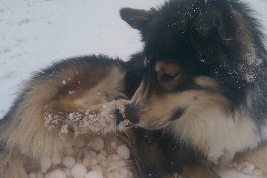 Fundraiser for Lisa Cusick by Abby Hamilton : Fry’s Emergency Surgery ...