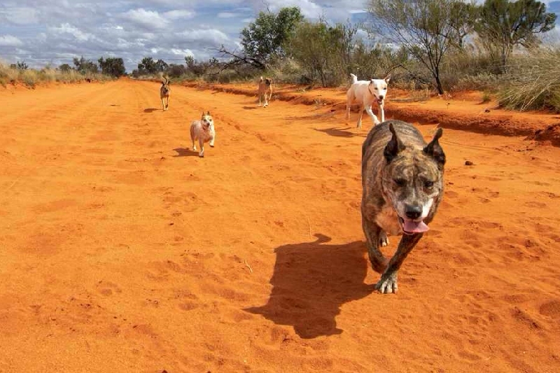 Fundraiser by Sam Gummer : Aussie Desert Dogs - The Movie