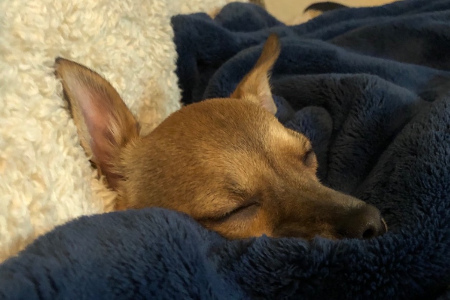 Fundraiser by Marcus Cisneros : ChaCha recovery fund