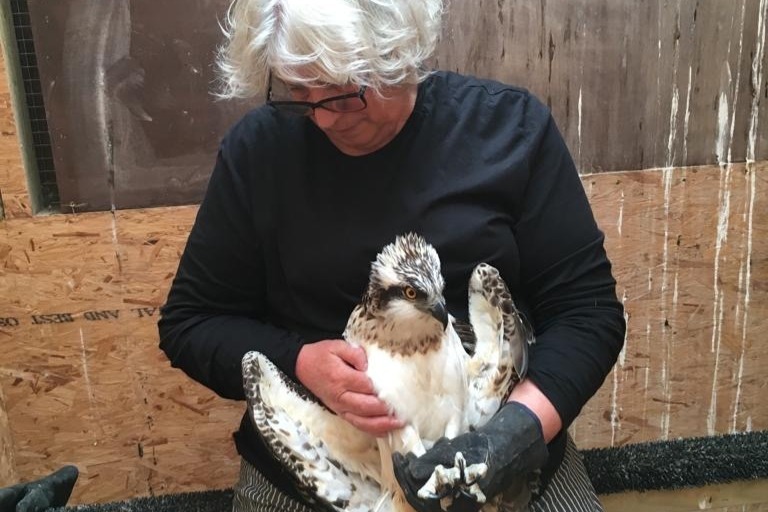 Fundraiser by Jack Ashton-Booth : Yorkshire Bird Race 2020 - JEAN ...