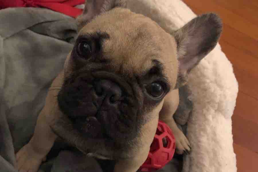 Fundraiser for Kelly Noakes by Lauren Roberts : My 6 month old puppy ...