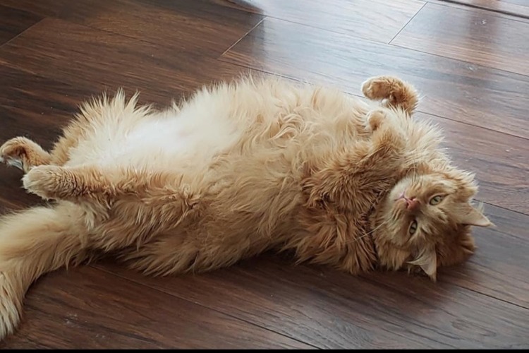 Fundraiser by Diana Podosyan : Help Simba Prowl the Jungle Again