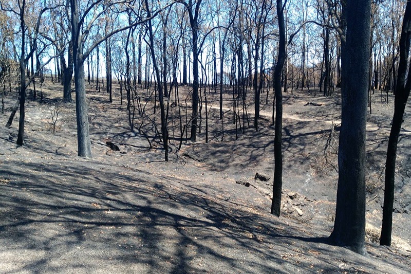 Fundraiser for David Marsham by Tikka Wilson : Rebuild Agneya's place