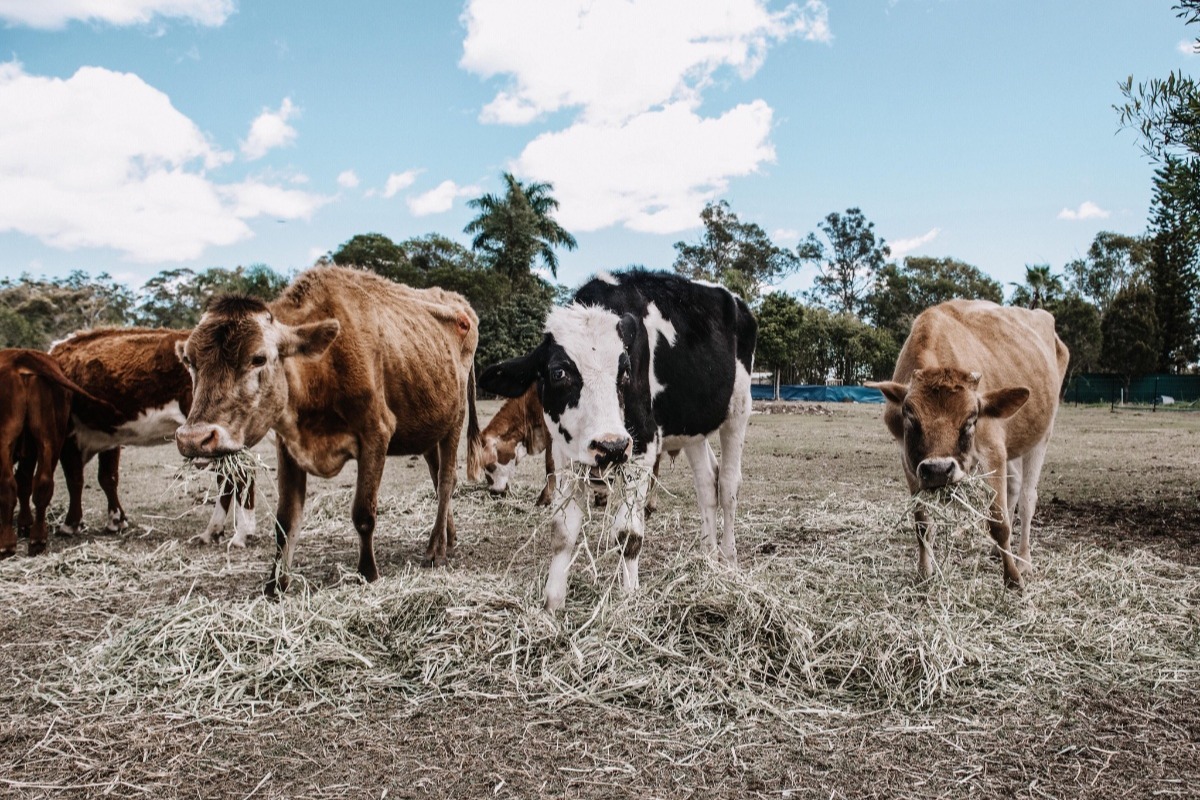 Fundraiser by Kate Elena : Help our disability cows through the drought