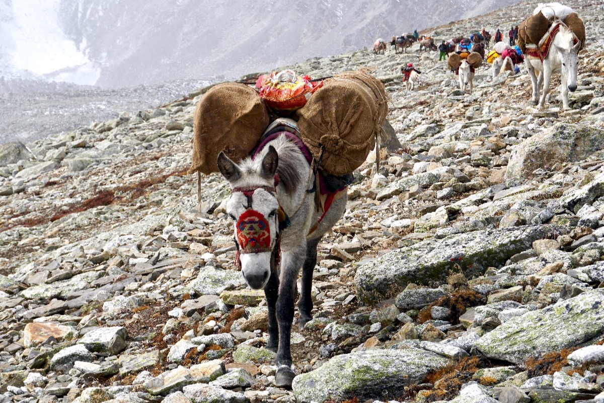 Fundraiser by Barbara Burggraaff : Relief for the Trekking Animals of ...