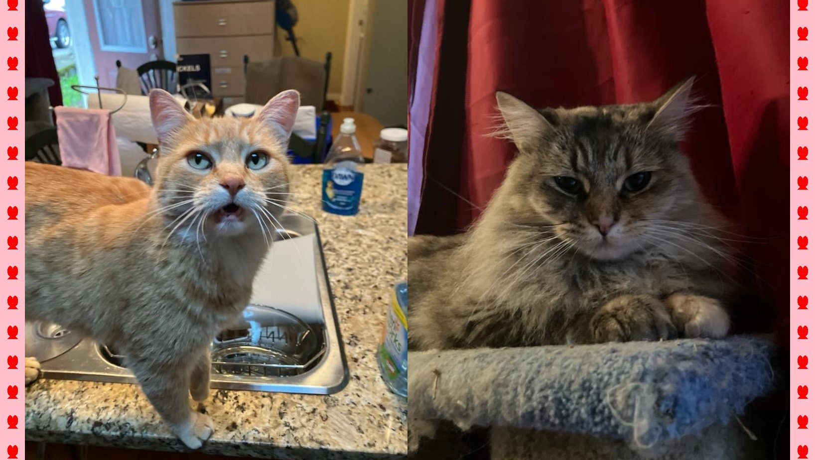 Fundraiser for Holly Lyons by Andrew Kell : A Neighbor in Need