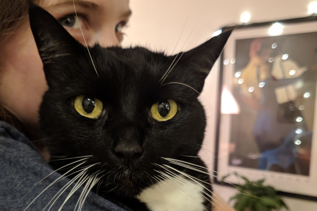 Fundraiser by Zoey Rice : Life-saving surgery for my baby, Plum the Cat!