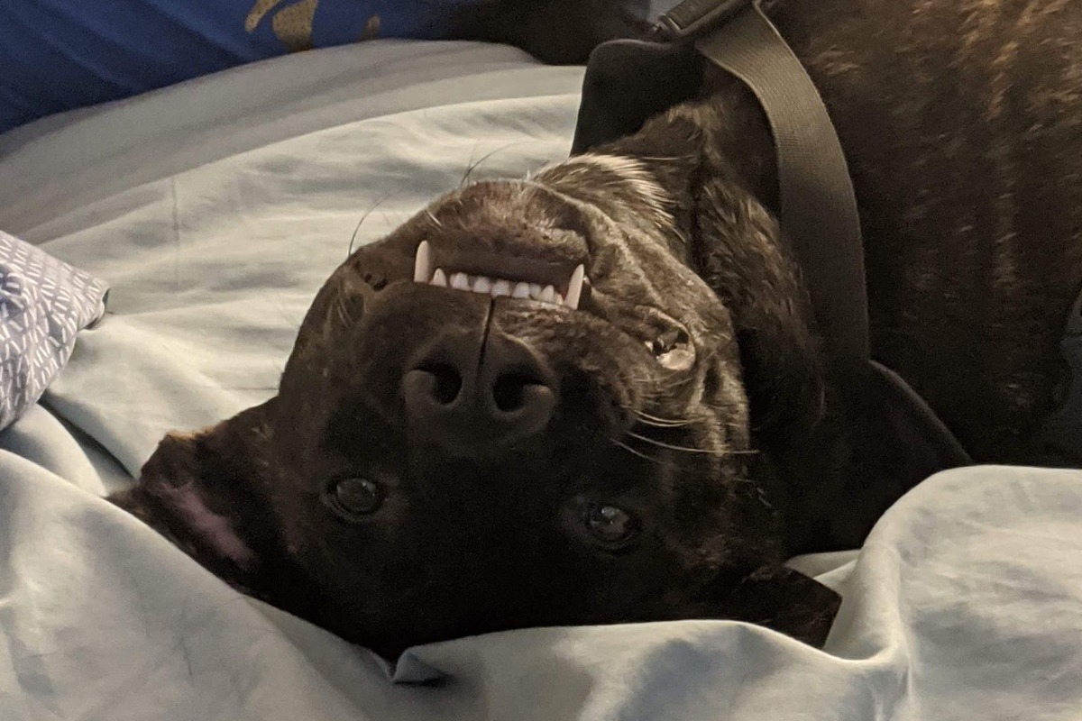 Fundraiser for Hannah Triplett by Ambyr Kushnerov : Help Save Reese - A ...