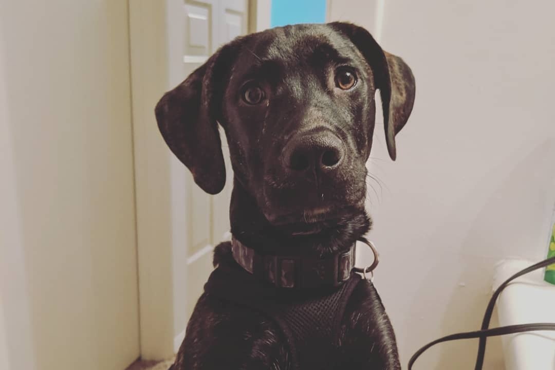 Fundraiser for Hannah Triplett by Ambyr Stanley : Help Save Reese - A ...