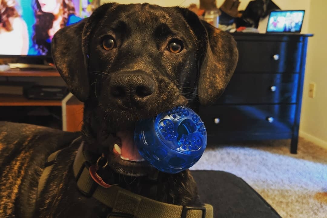 Fundraiser for Hannah Triplett by Ambyr Kushnerov : Help Save Reese - A ...