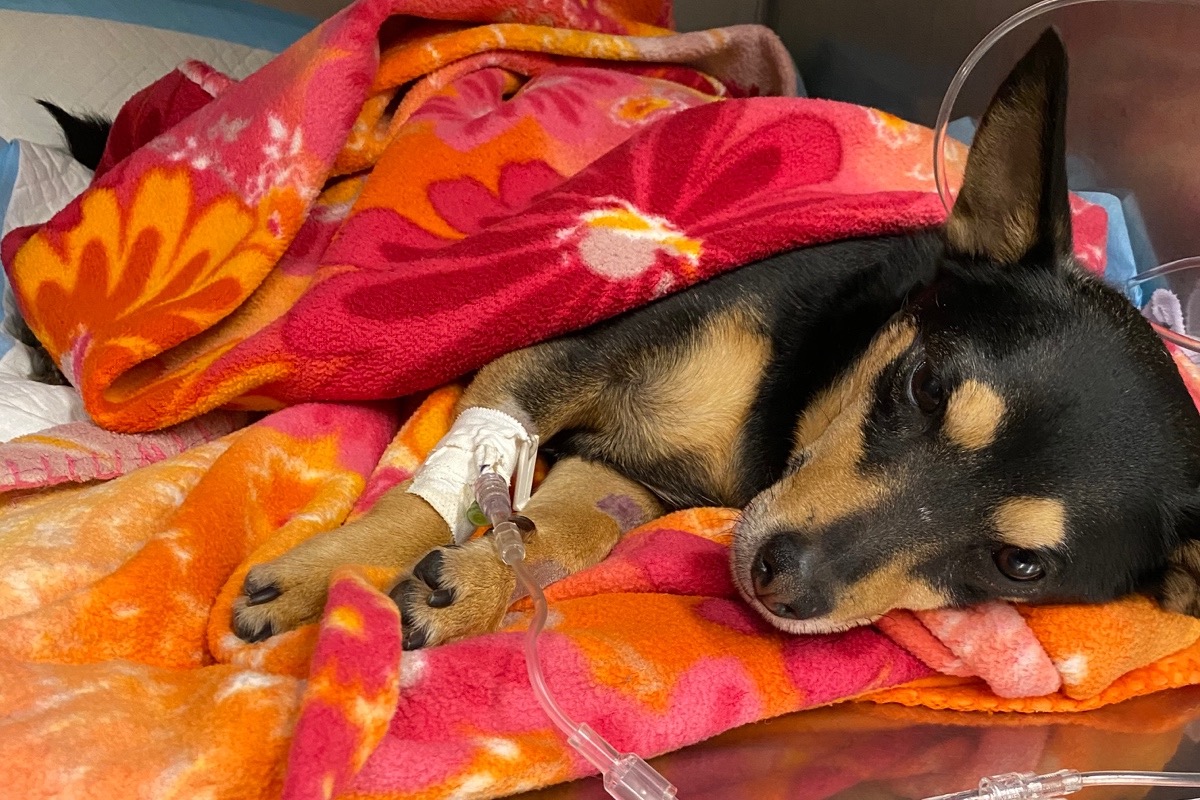 Fundraiser for Taryn Sykes by Kailyn Provin : Help Save Callie Girl