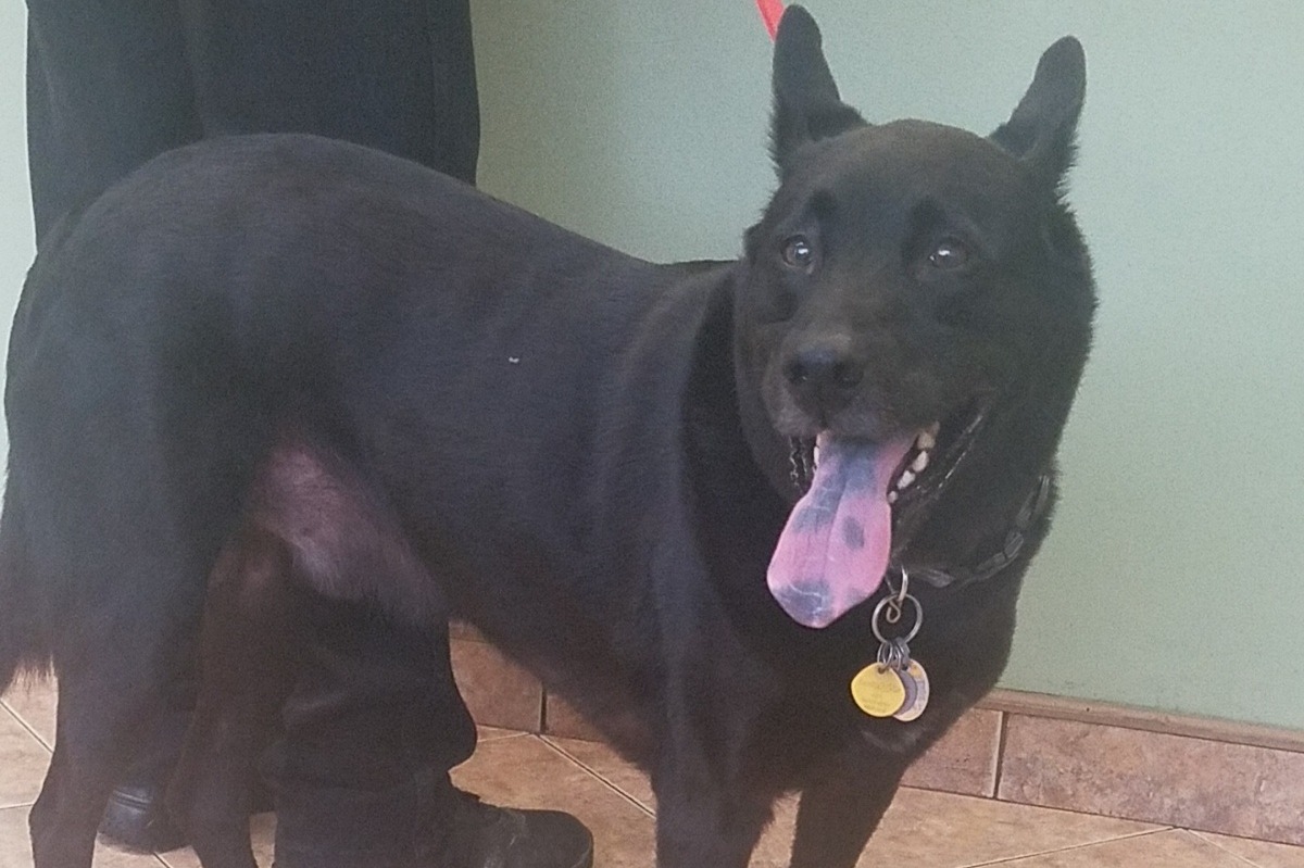 Fundraiser by Marie Healey : Help Yankee fight cancer