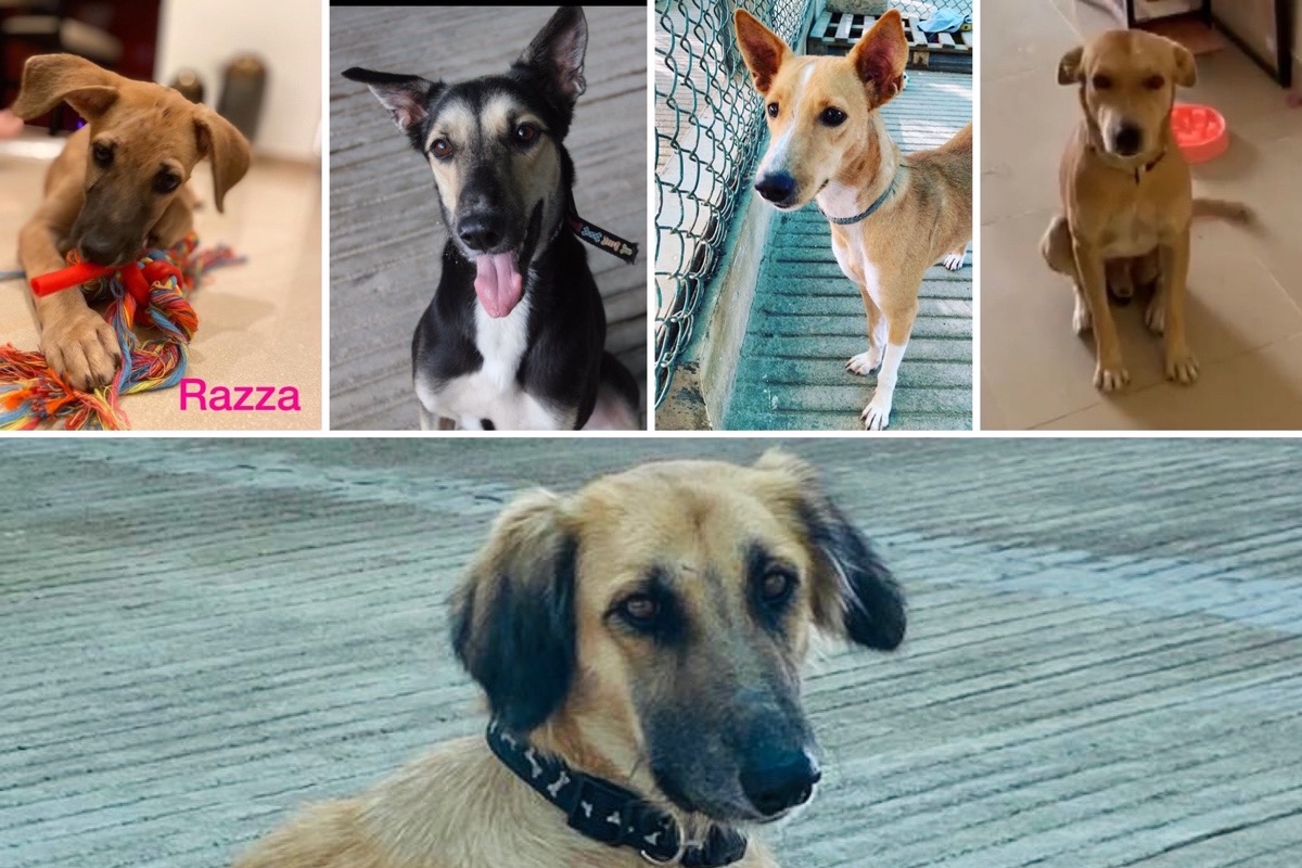 Fundraiser by Laura Cooper : Help to send eight rescued wadi dogs to ...