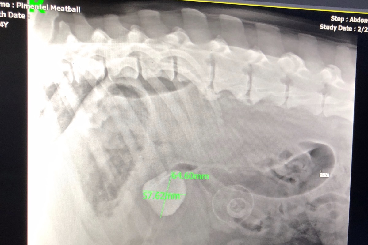 Fundraiser for Angela Pimentel by Nathaniel Pimentel : Meatball Needs ...