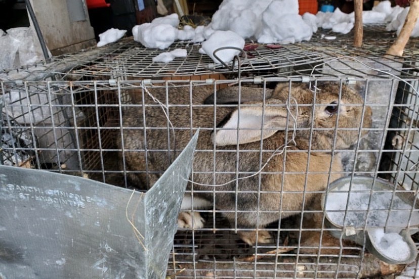 Fundraiser by Sabrina Addams : Save rabbits from animal abuse