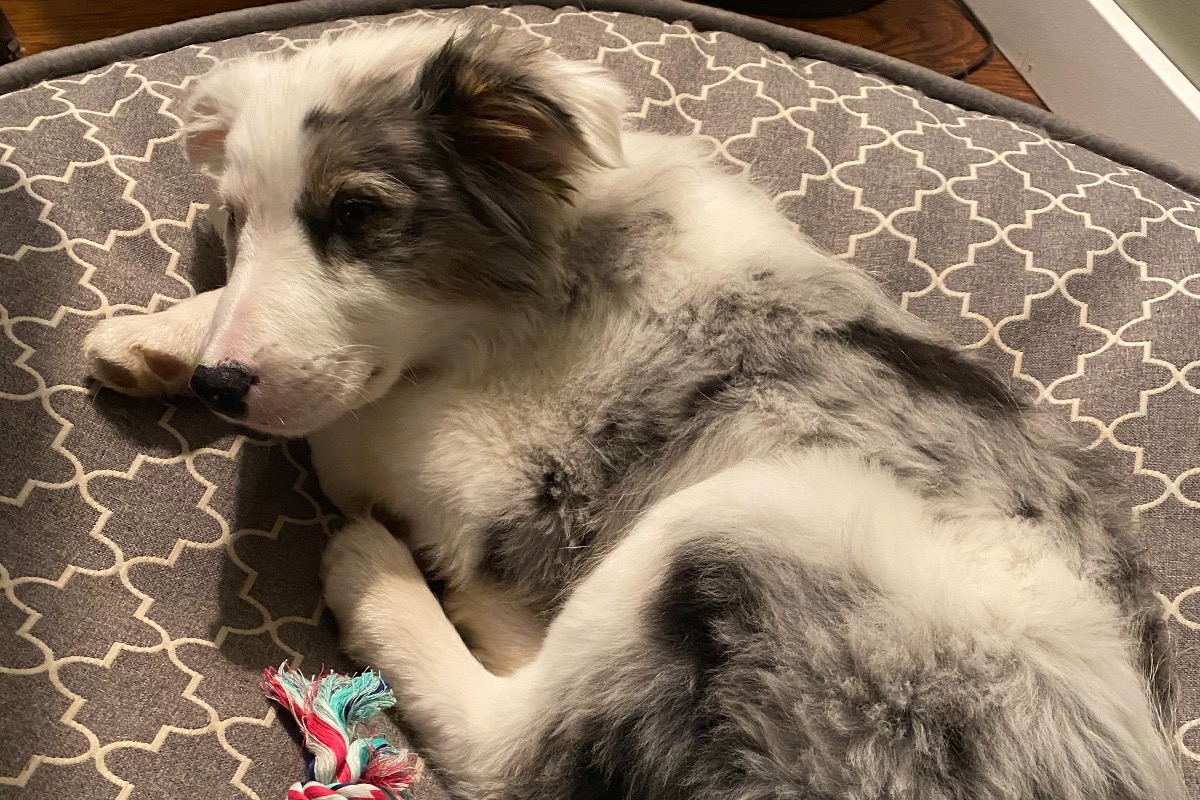 Fundraiser by Joey Prechtl : Medical Care for Odell